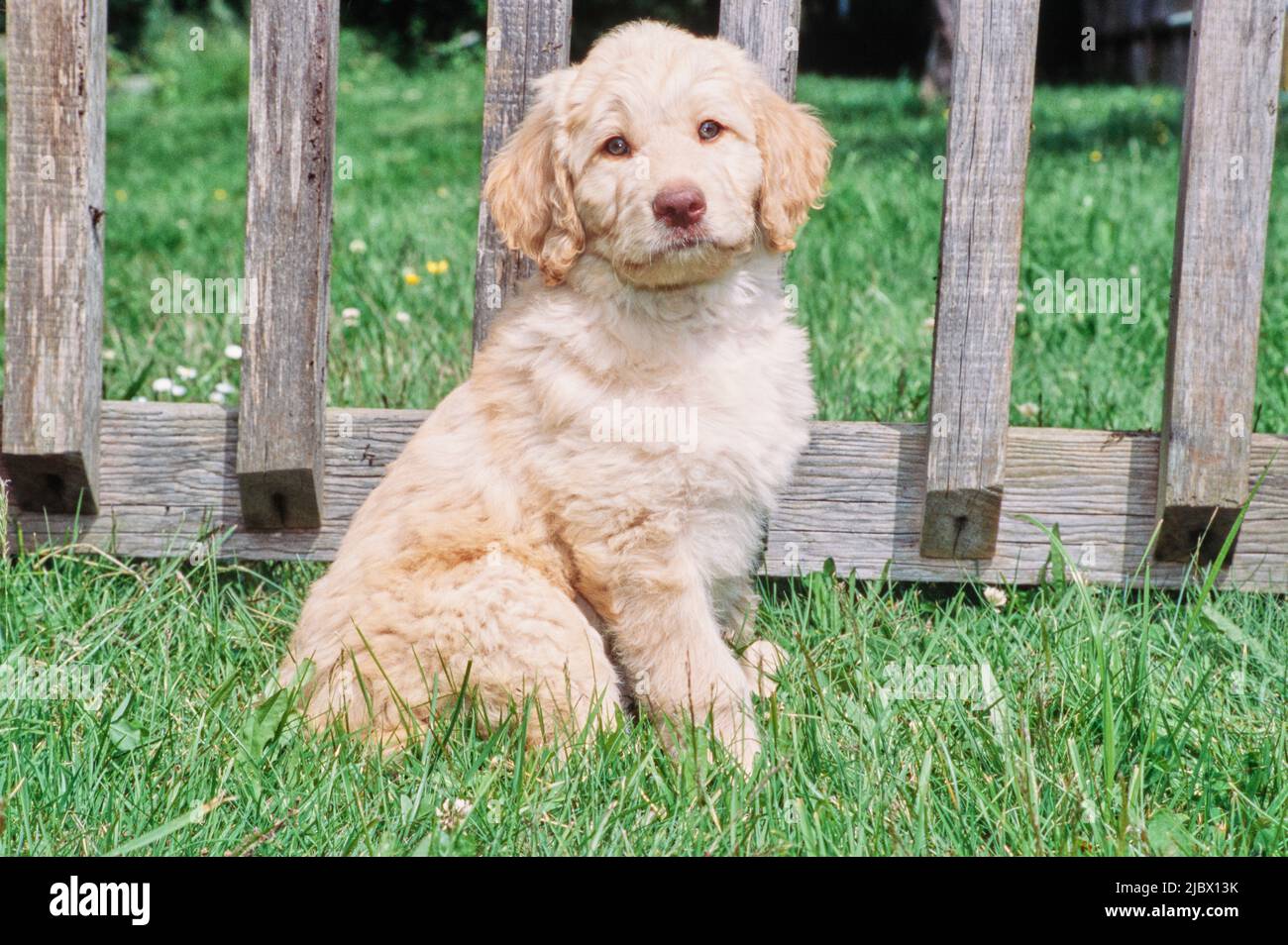 A Labradoodle puppy on grass Stock Photo - Alamy