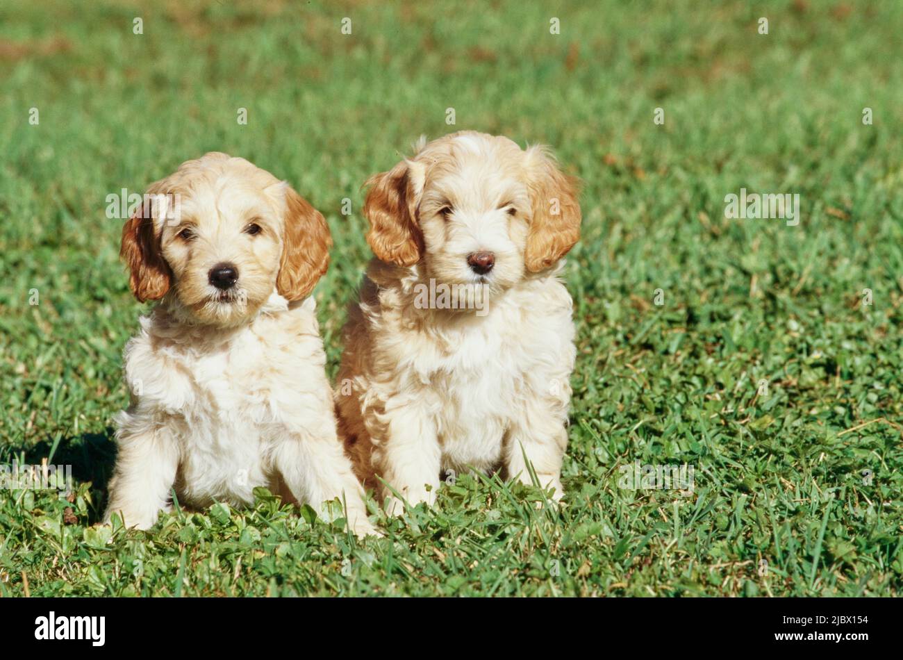 Two labradoodles hi-res stock photography and images - Alamy