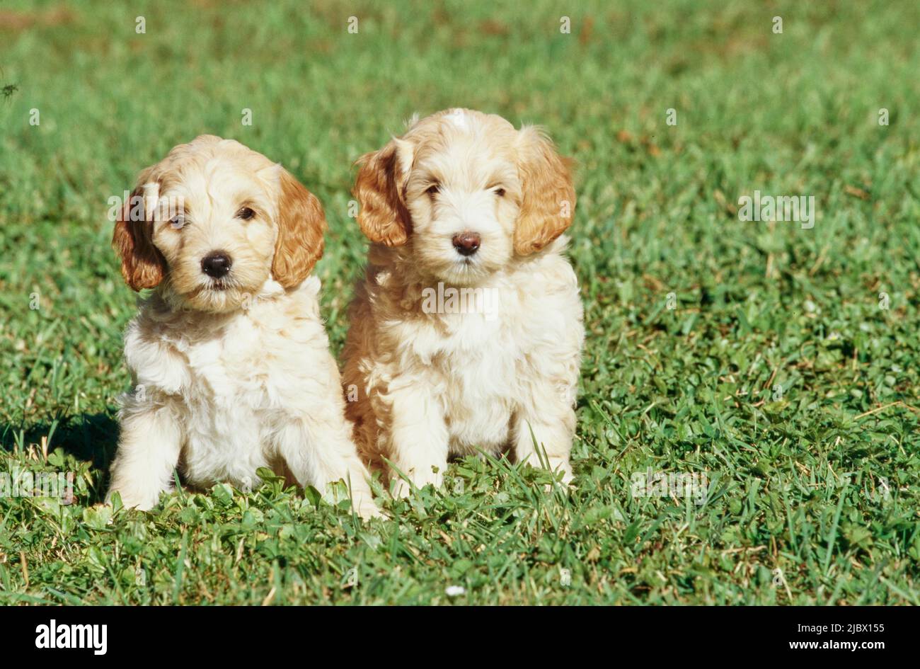 Two labradoodles hi-res stock photography and images - Alamy