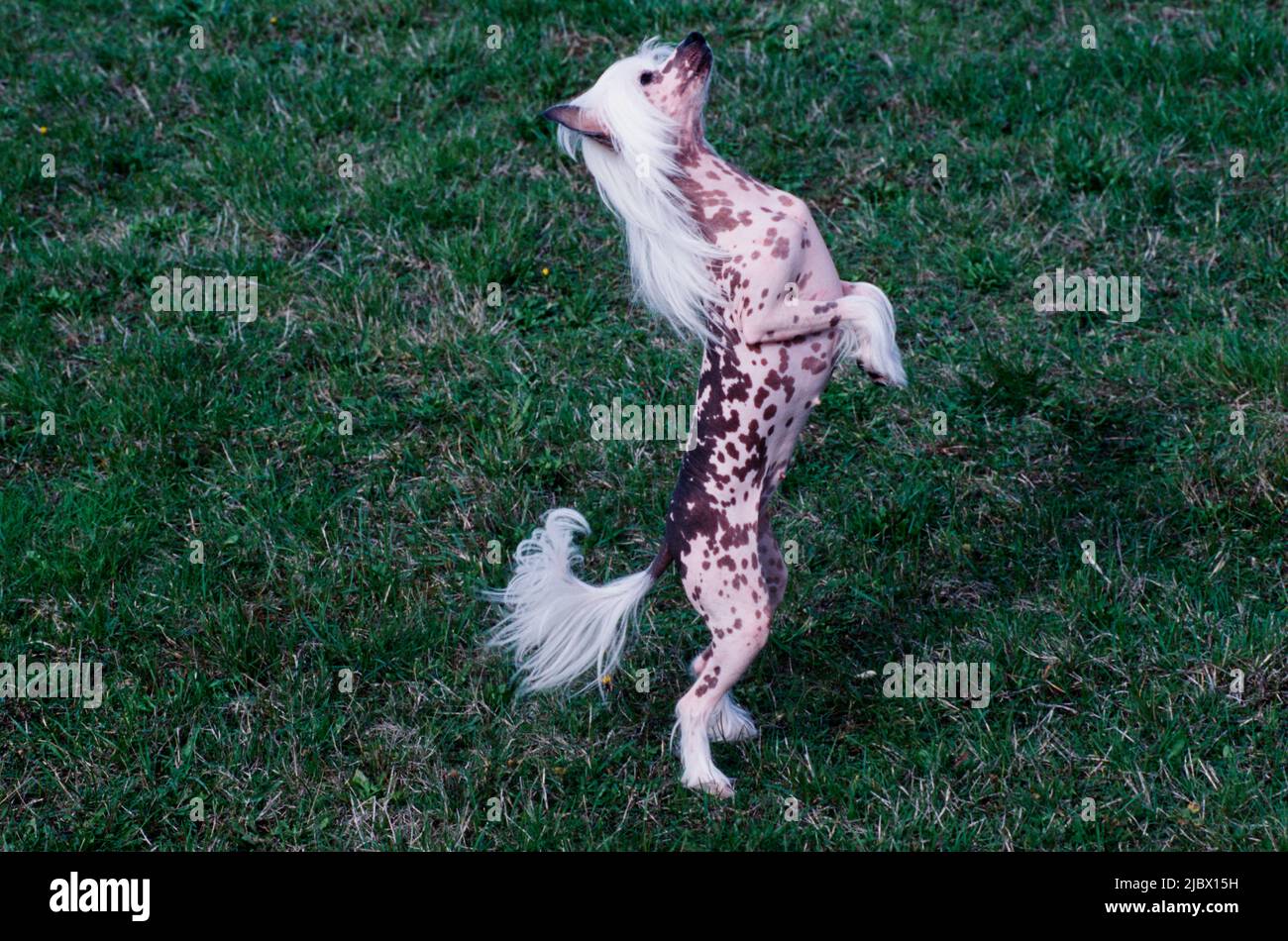 The Enigmatic Elegance of the Chinese Crested Dog: A Fascinating Breed ...