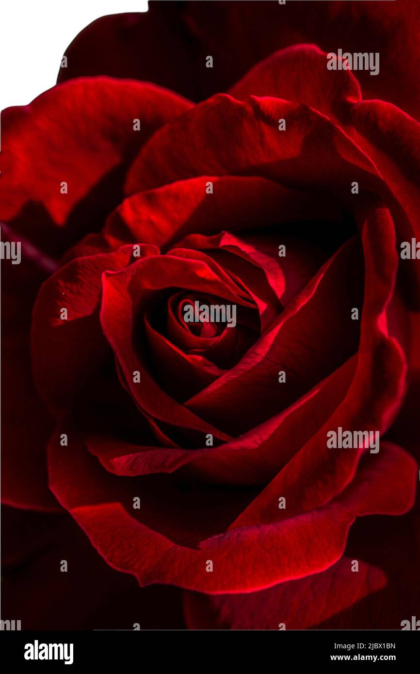 Red Rose flowers for the holiday, bokeh, macro, floral background ...