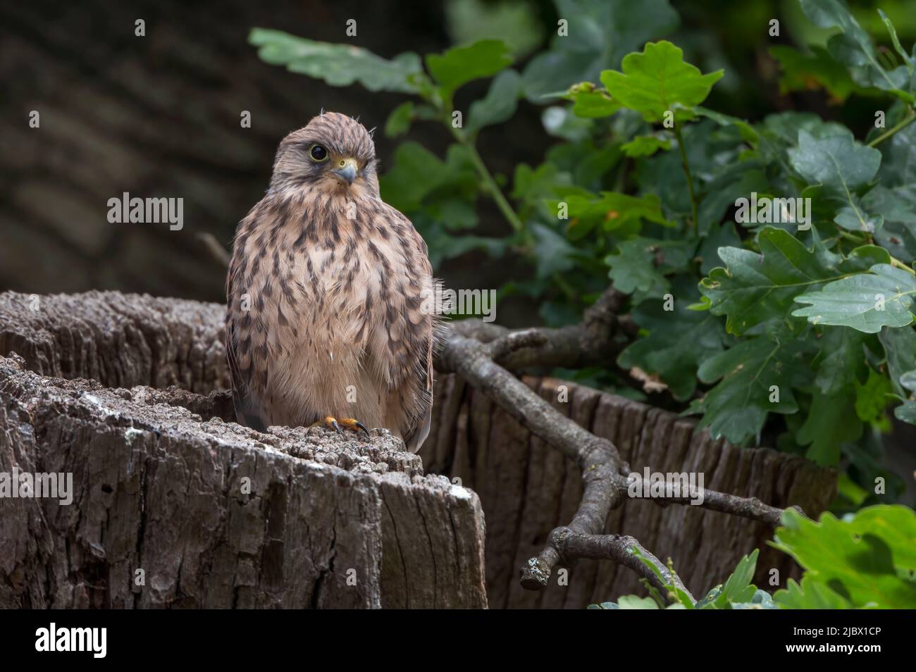 Fluffy kestrel hi-res stock photography and images - Alamy