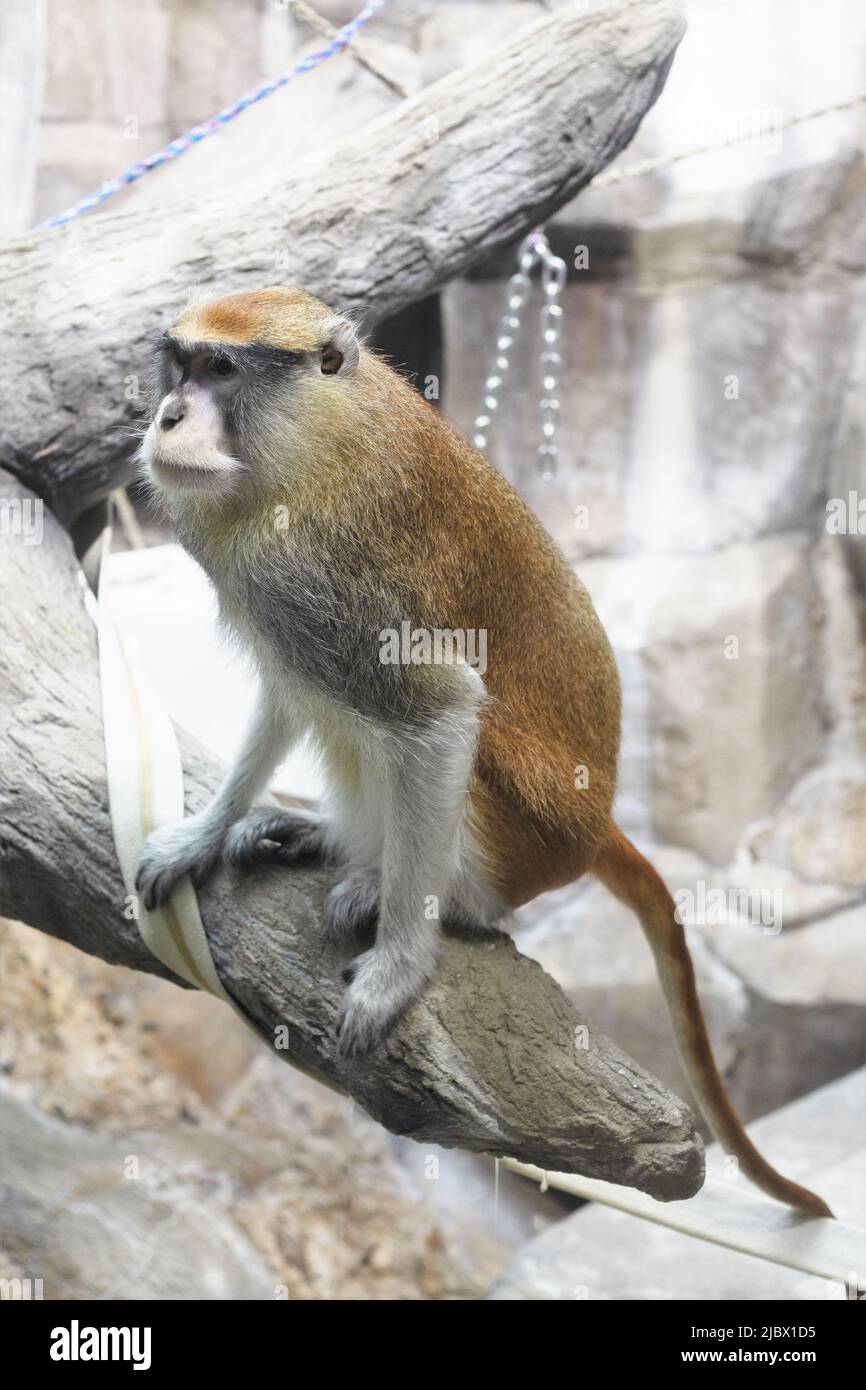 Monkey enclosure hi-res stock photography and images - Alamy