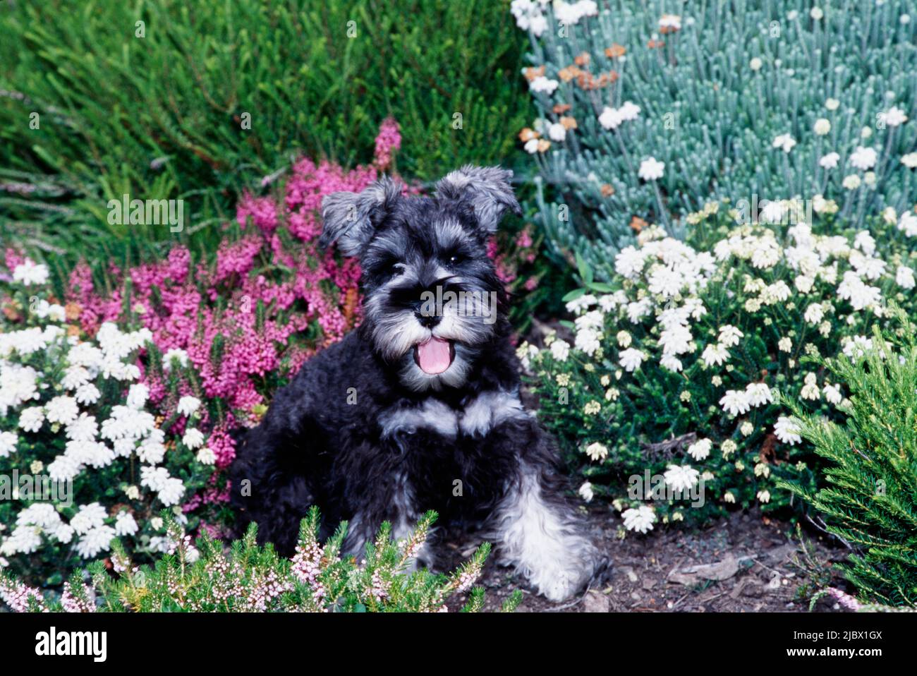 Schnauzer in a garden Stock Photo - Alamy