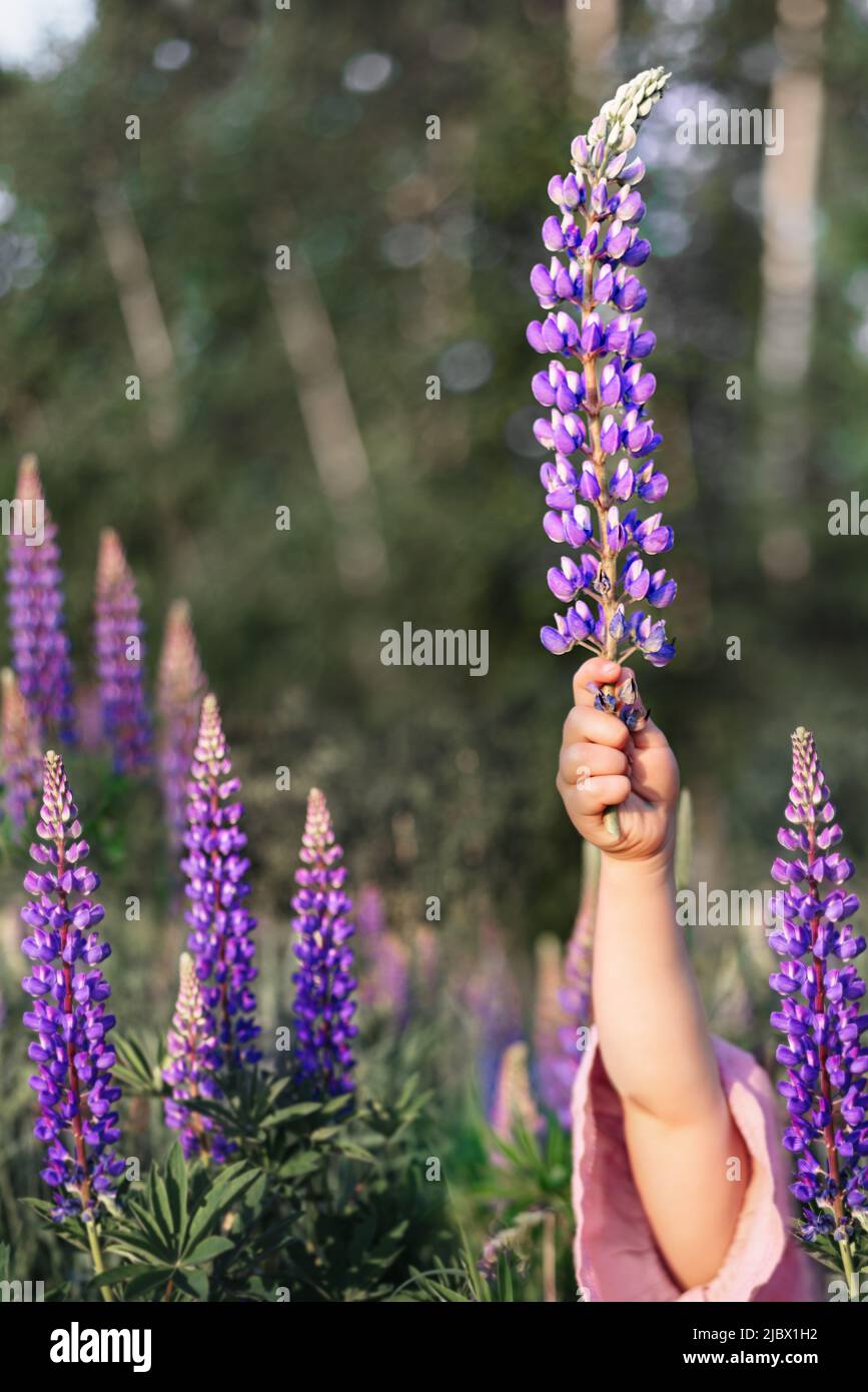 Baby pink flower wallpaper hi-res stock photography and images - Alamy