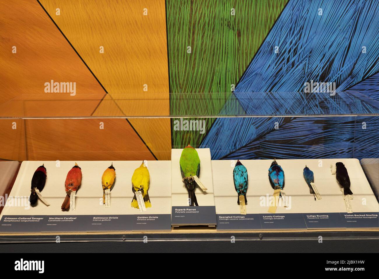 A display of colorful dead preserved birds Stock Photo - Alamy
