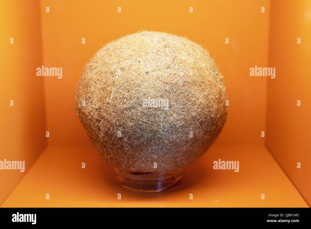 A bezoar - cow hairball - on display Stock Photo - Alamy