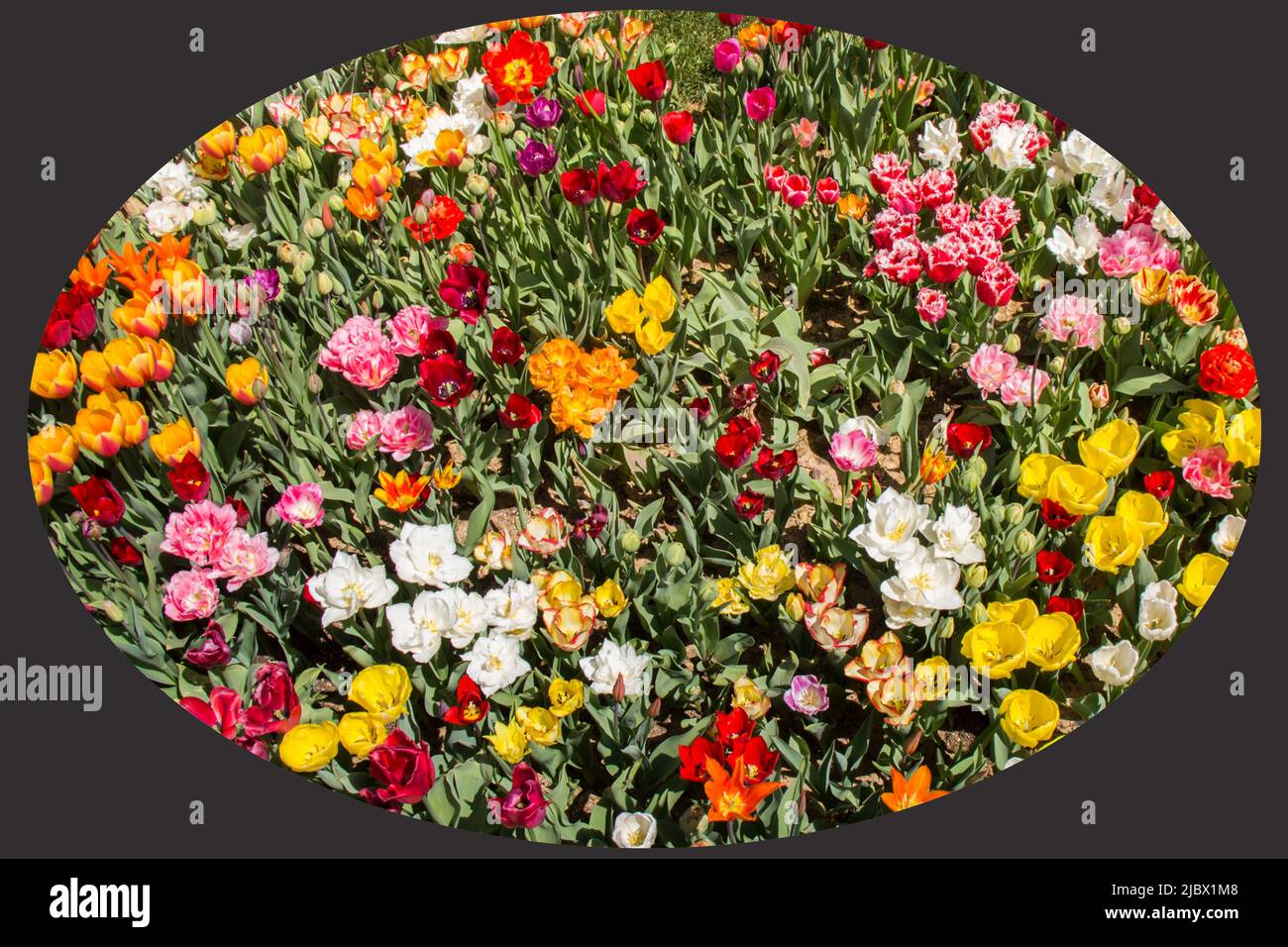 Beautiful tulip flowers for postcard beauty design. Tulip wallpaper ...