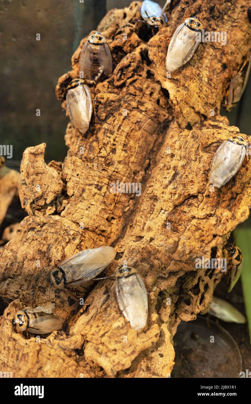 Bat cave cockroaches on a piece of wood Stock Photo - Alamy