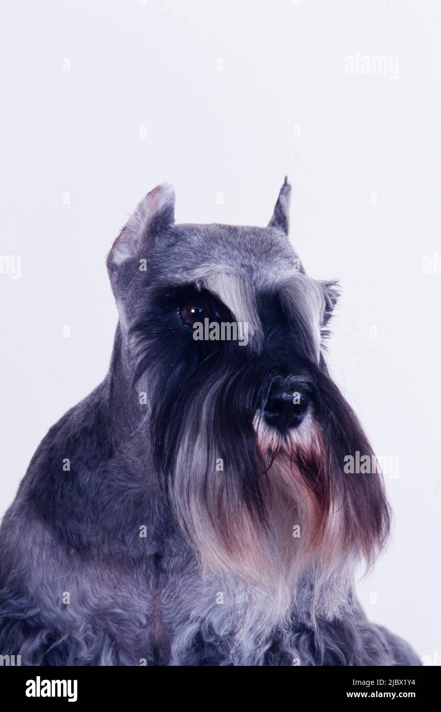 Close up of a schnauzer on white background Stock Photo - Alamy