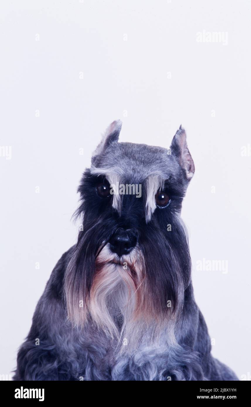 Close up of a schnauzer on white background Stock Photo - Alamy