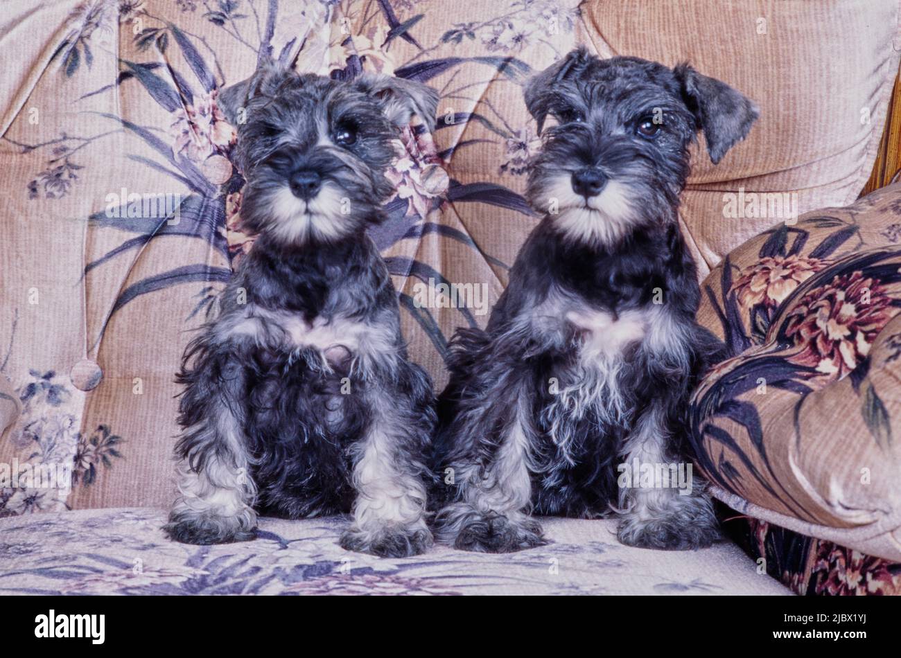 Two schnauzers on a sofa Stock Photo - Alamy