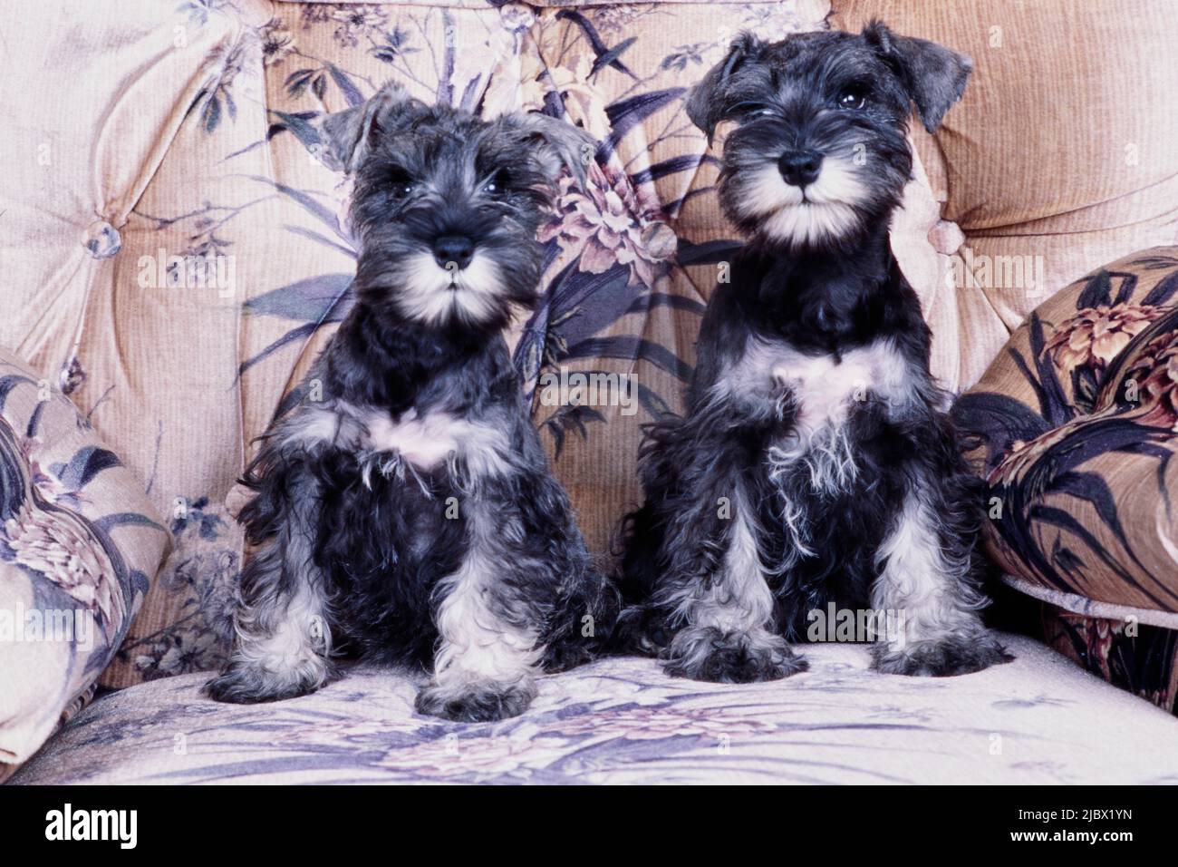 Two schnauzers on a sofa Stock Photo - Alamy