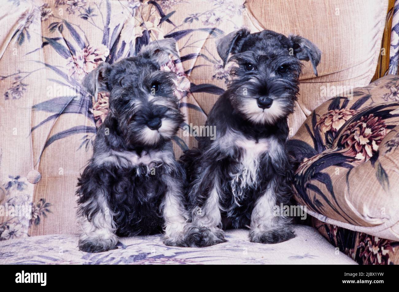 Two schnauzers on a sofa Stock Photo - Alamy