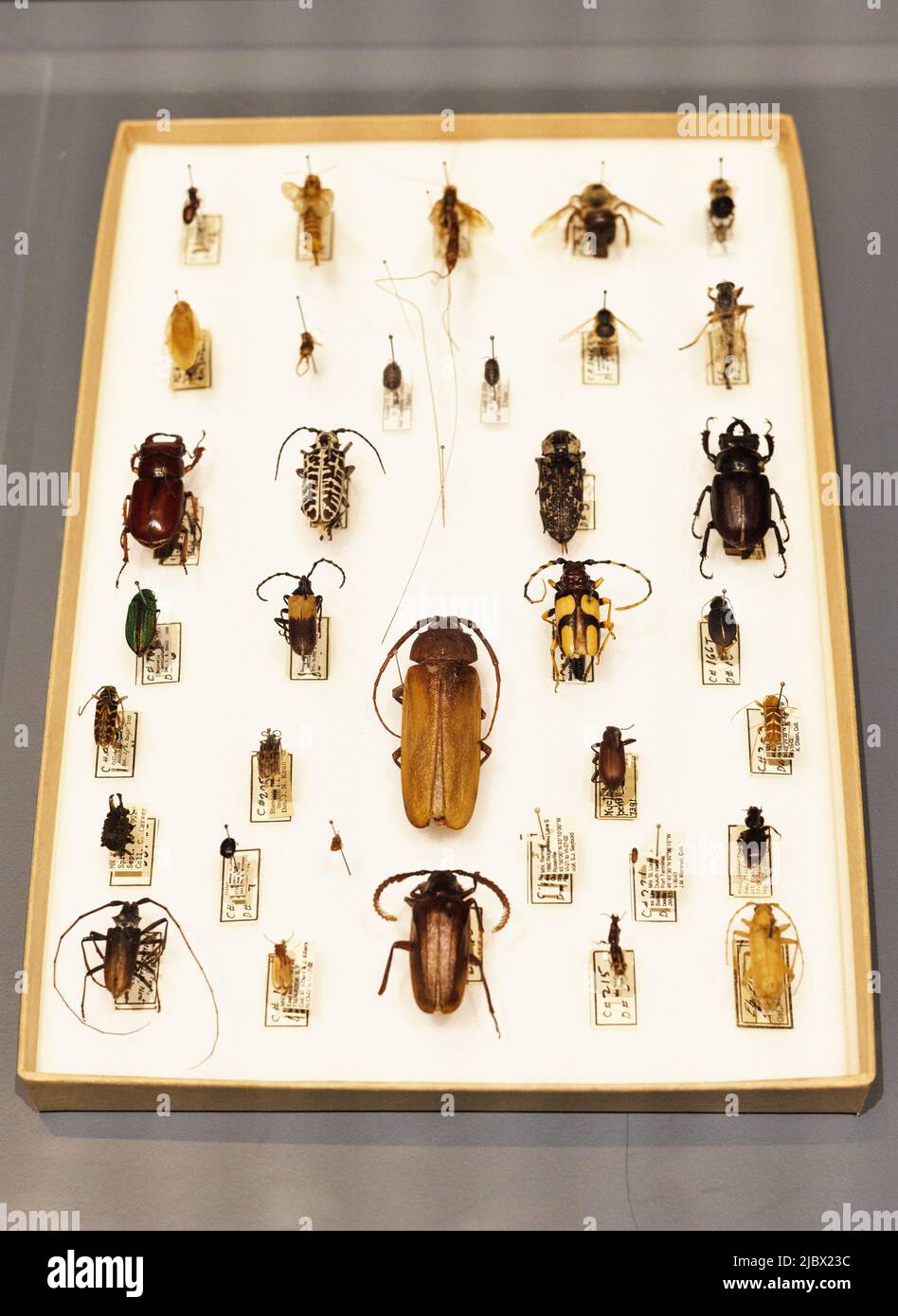 A variety of different types of beetles preserved and pinned on a white ...