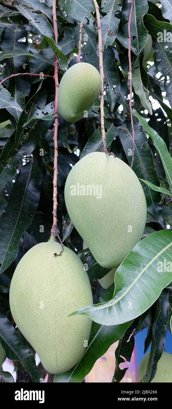 Mango tree forest mangifera indica hi-res stock photography and images ...