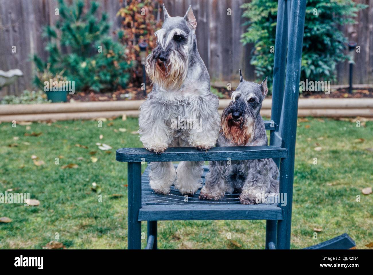 Two schnauzers on a chair Stock Photo - Alamy