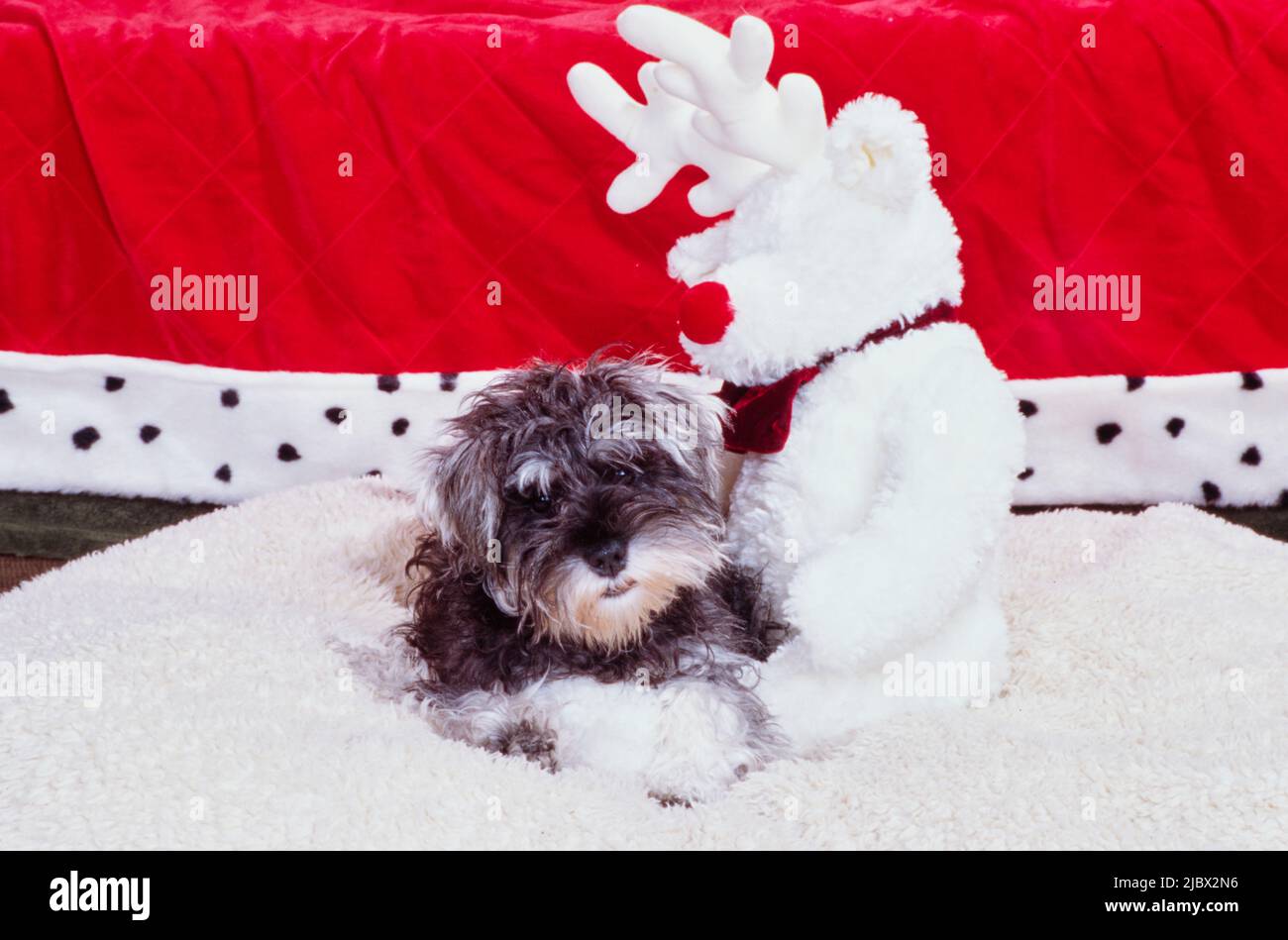 Schnauzer christmas hi-res stock photography and images - Alamy