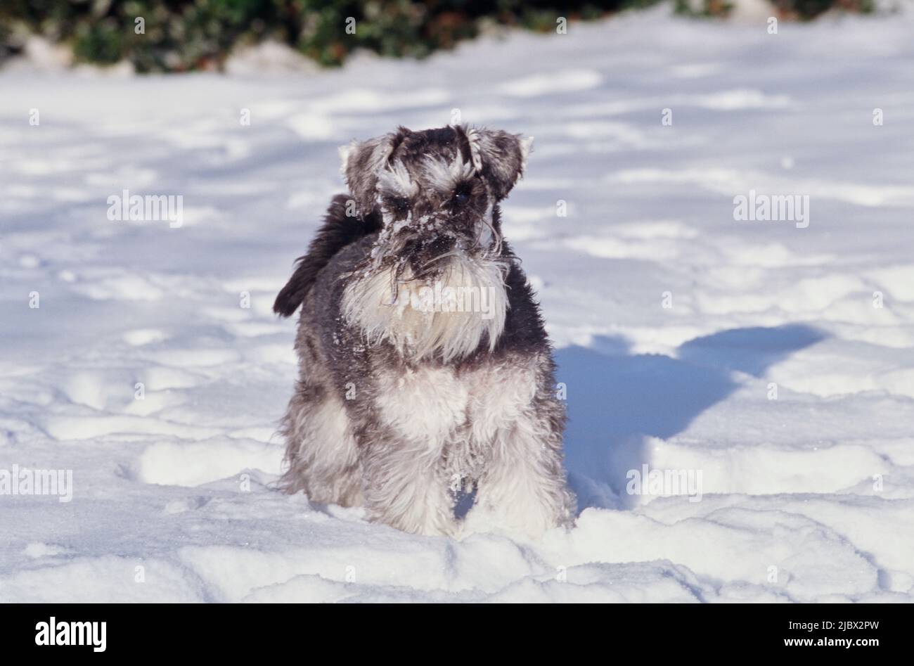 Schnauzer dog snow hi-res stock photography and images - Alamy