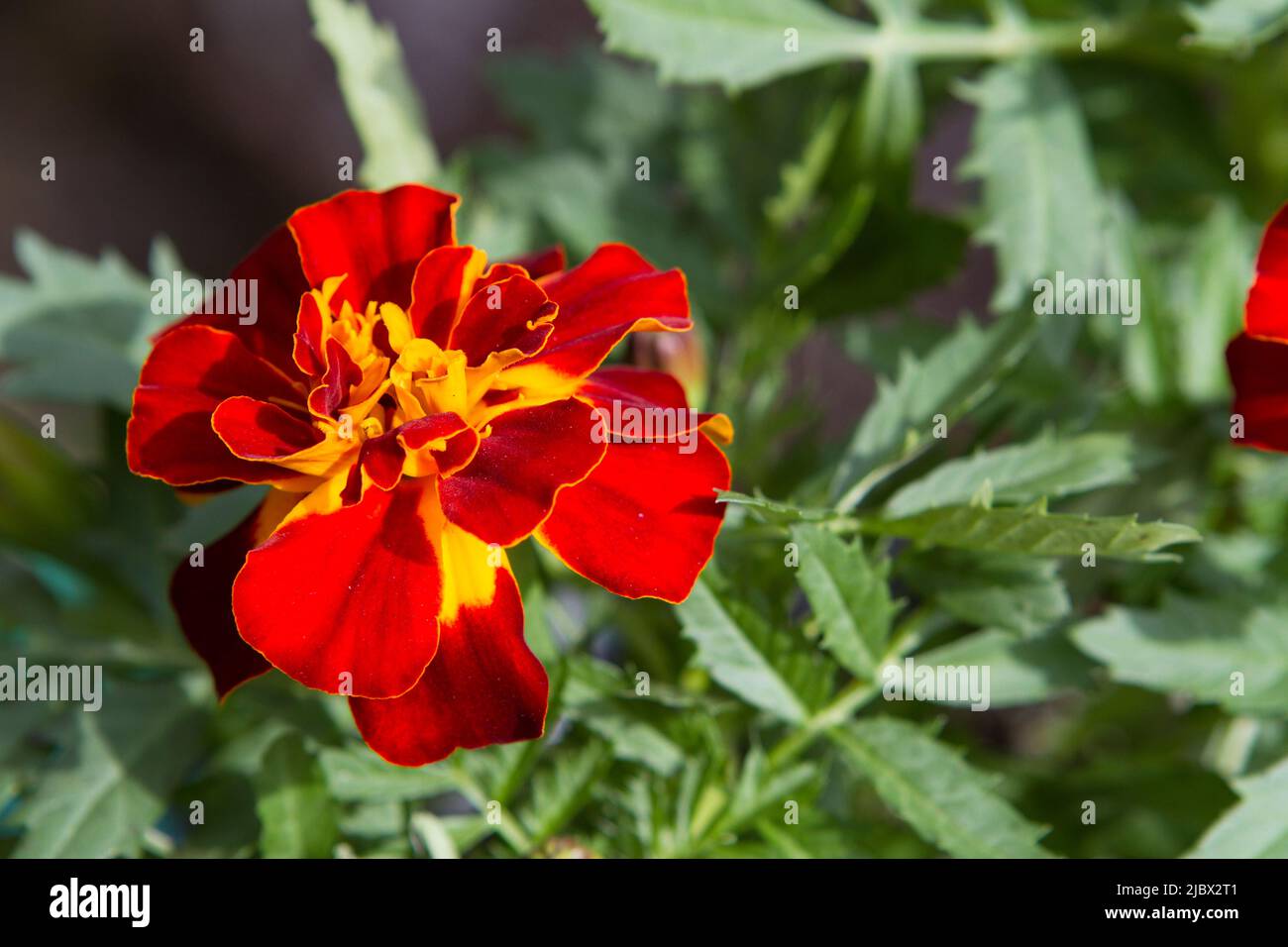 A closeup horizontal photo of a brightly colored Safari Red French ...