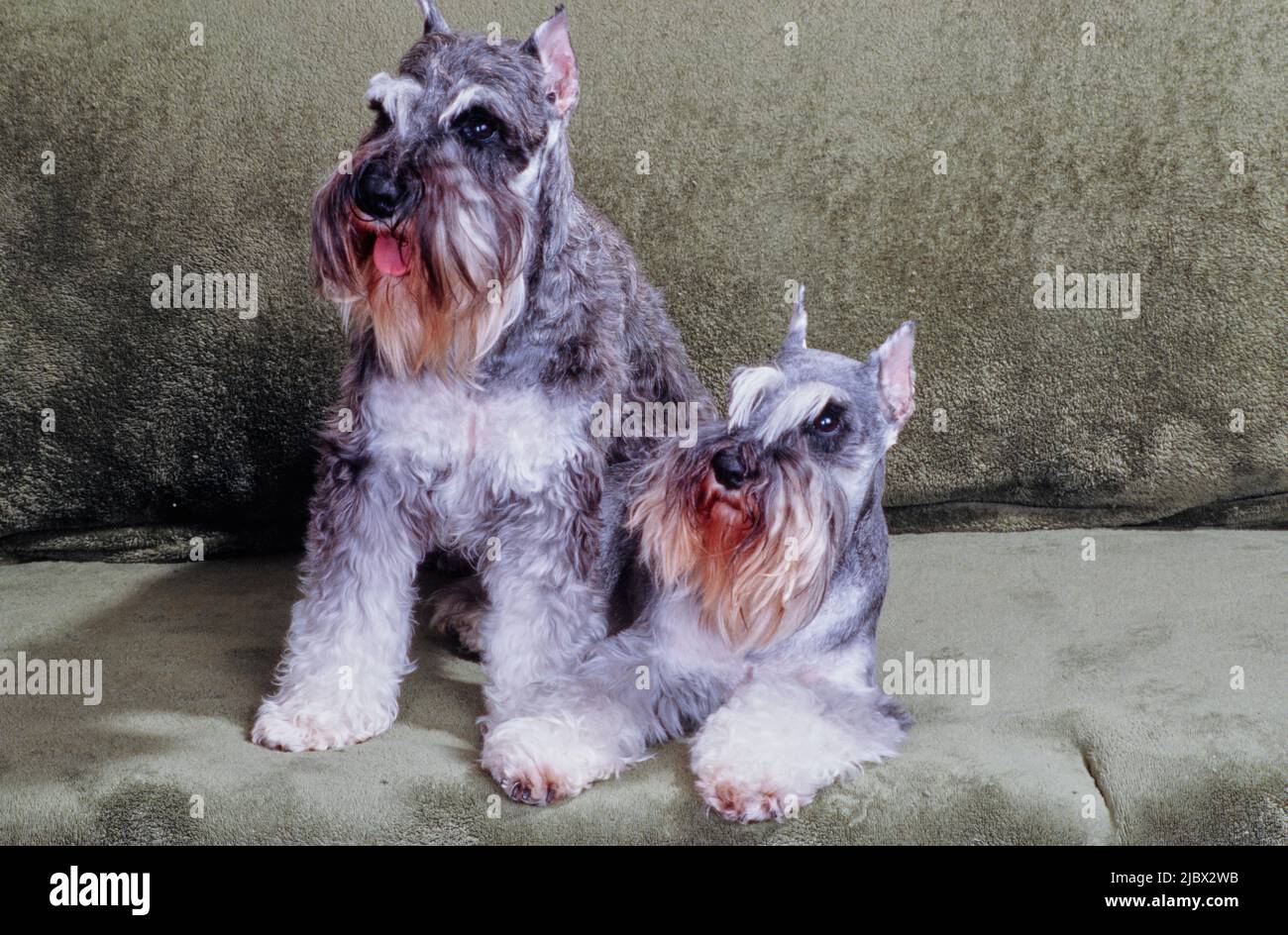 Two schnauzers on a sofa Stock Photo - Alamy