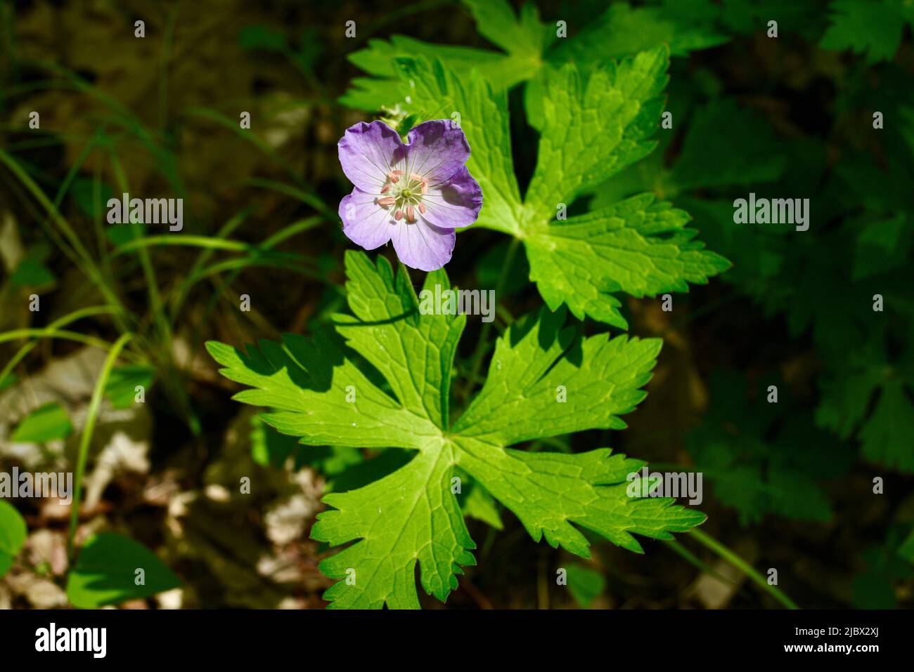 Forest geranium hi-res stock photography and images - Alamy