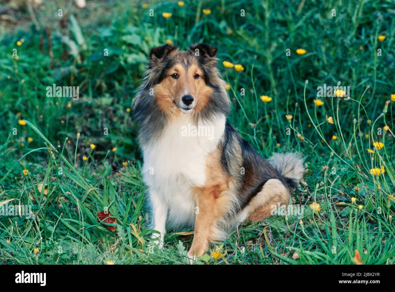 Sheltie in grass Stock Photo - Alamy