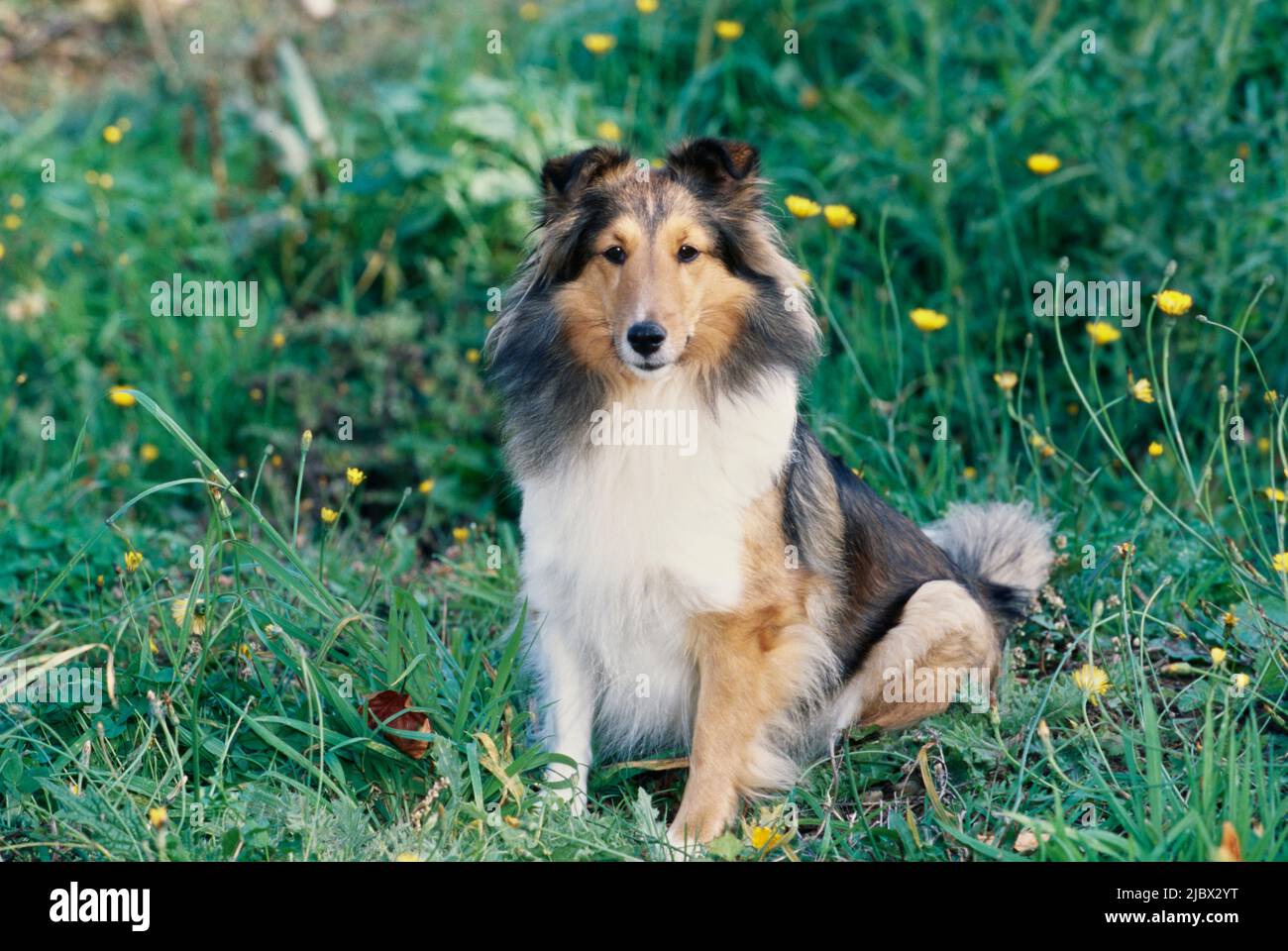 Sheltie in grass Stock Photo - Alamy