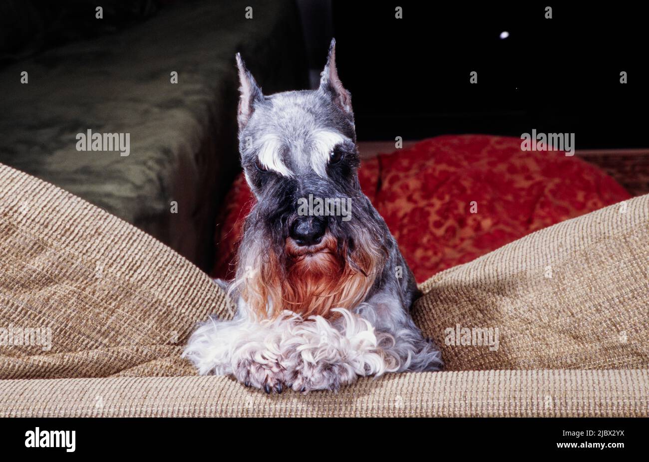 A schnauzer on the back of a couch Stock Photo - Alamy