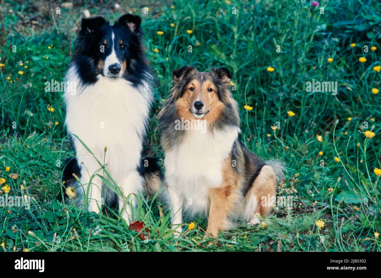 Two shelties in grass Stock Photo - Alamy