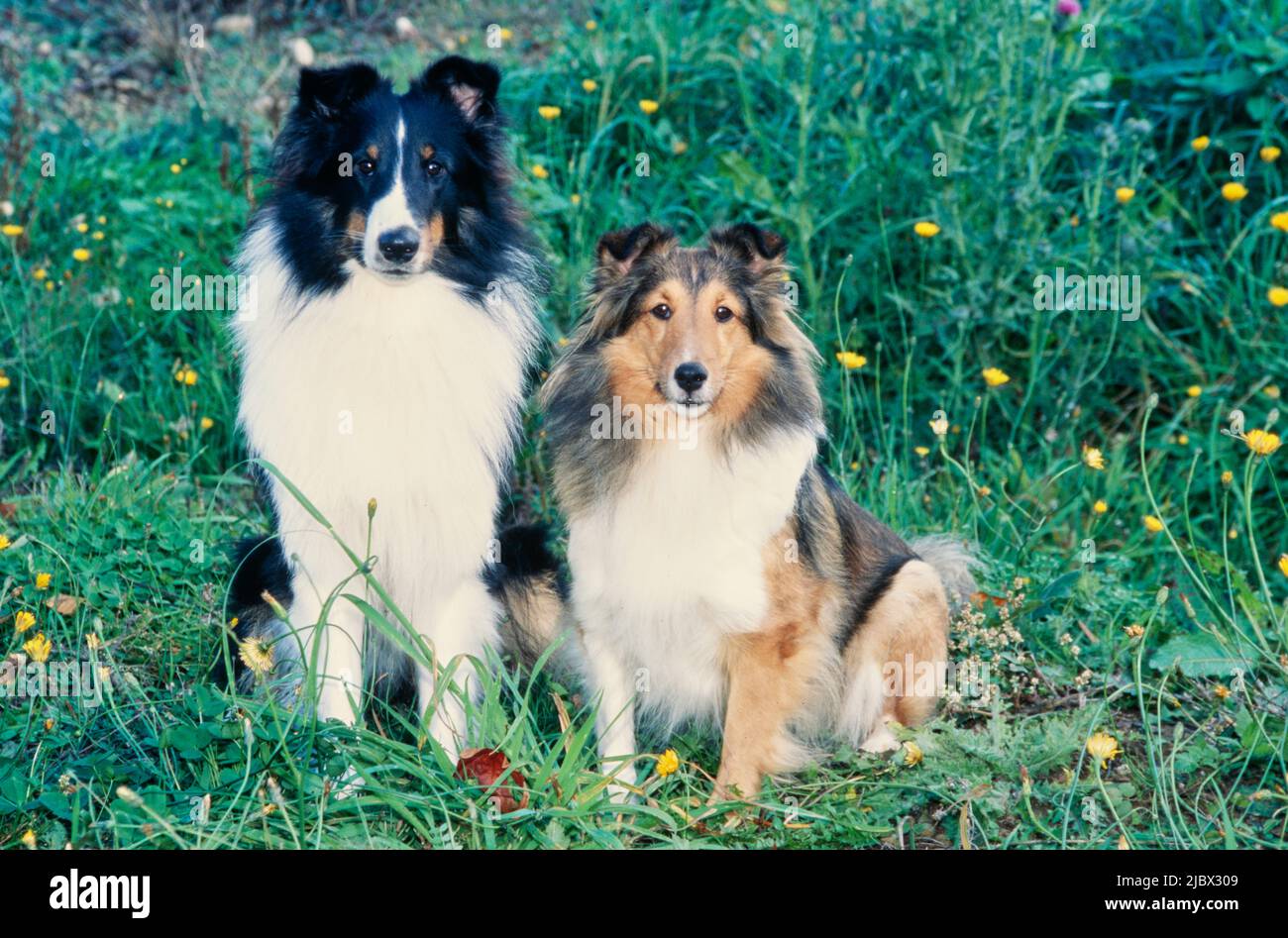 Two shelties in grass Stock Photo - Alamy