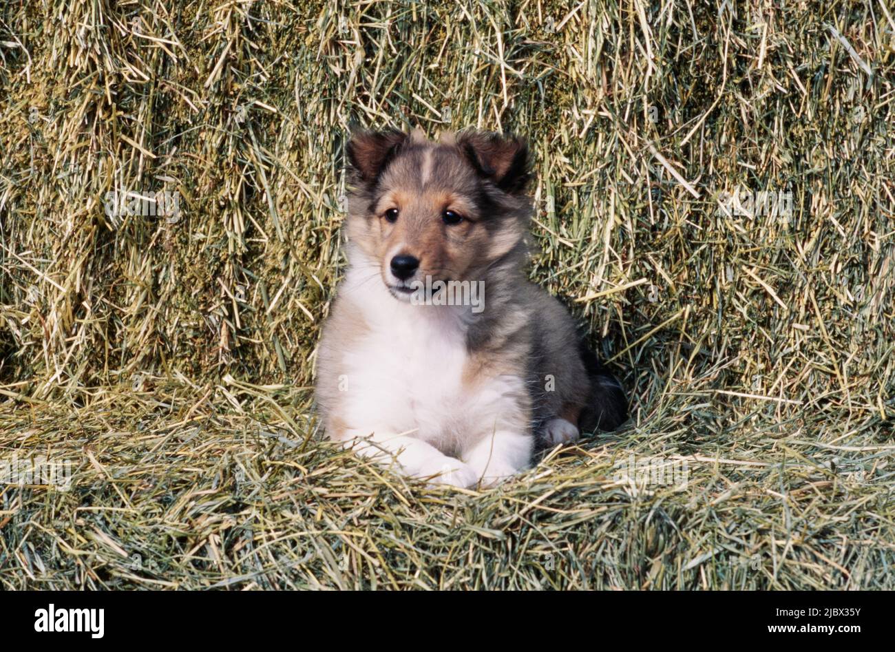 Dog hay bale hi-res stock photography and images - Alamy