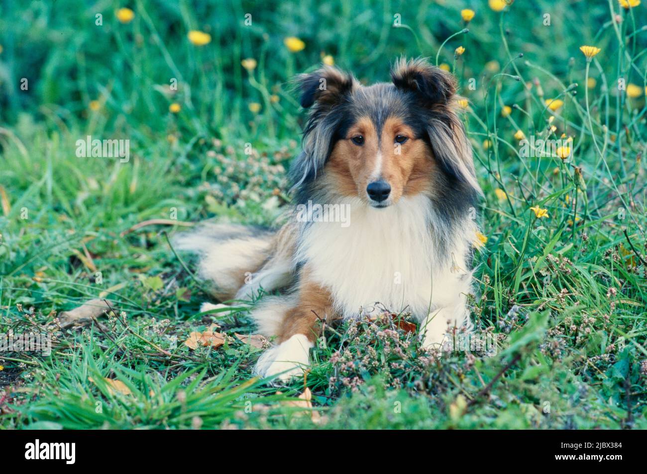 Purebreed shetland hi-res stock photography and images - Alamy