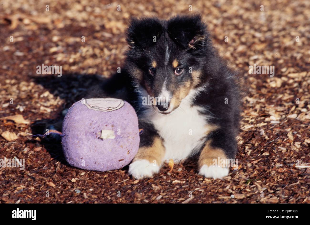 Sheltie puppy on mulch Stock Photo - Alamy