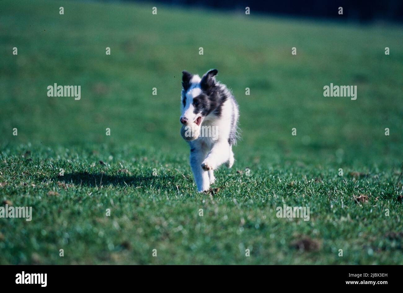 Running sheltie hi-res stock photography and images - Alamy