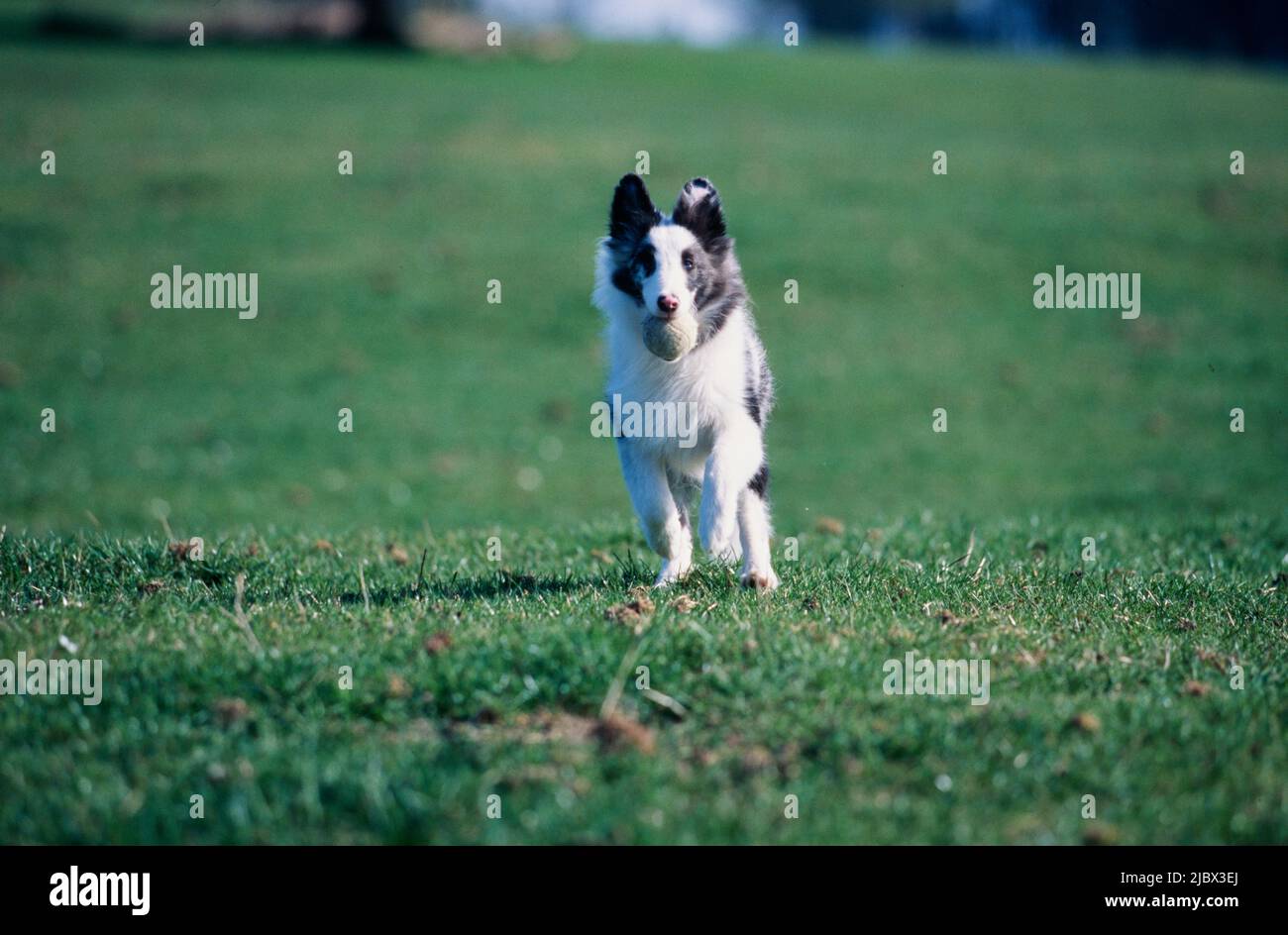 Shetland sheepdog running on hi-res stock photography and images - Alamy