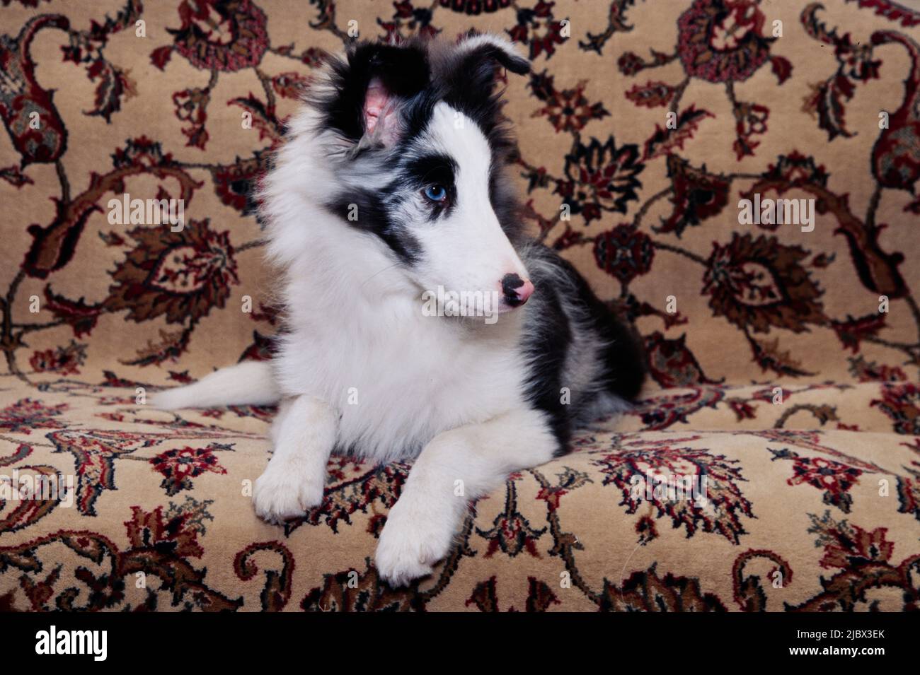 A sheltie on a sofa Stock Photo - Alamy