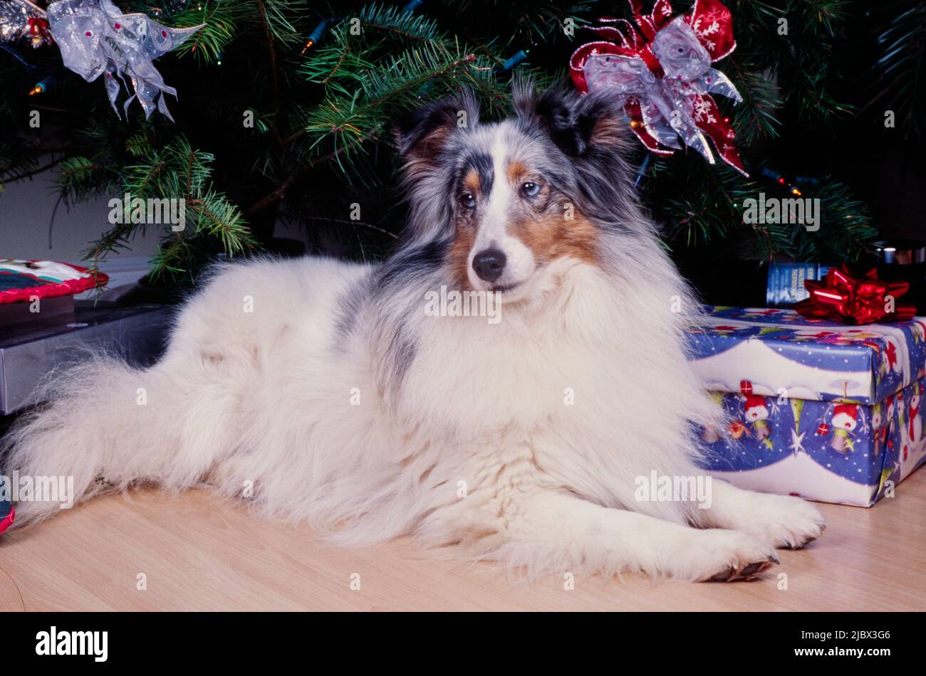 A sheltie under a Christmas tree Stock Photo - Alamy