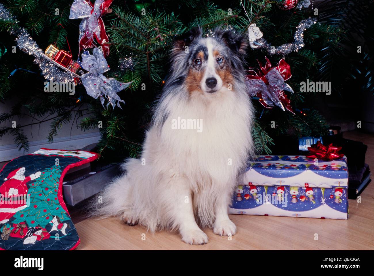 Cattle dog tree hi-res stock photography and images - Alamy