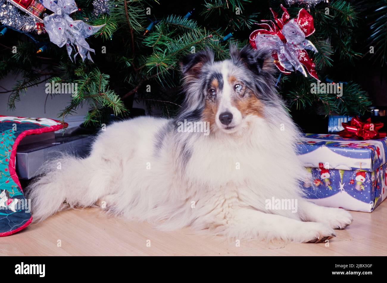 Cattle dog tree hi-res stock photography and images - Alamy