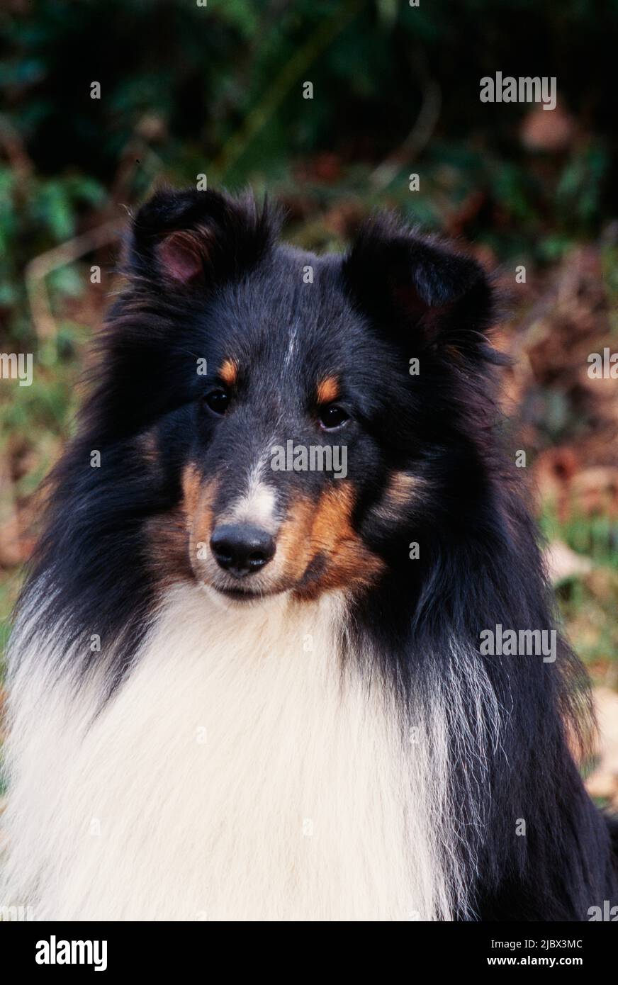 A close-up of a sheltie Stock Photo - Alamy