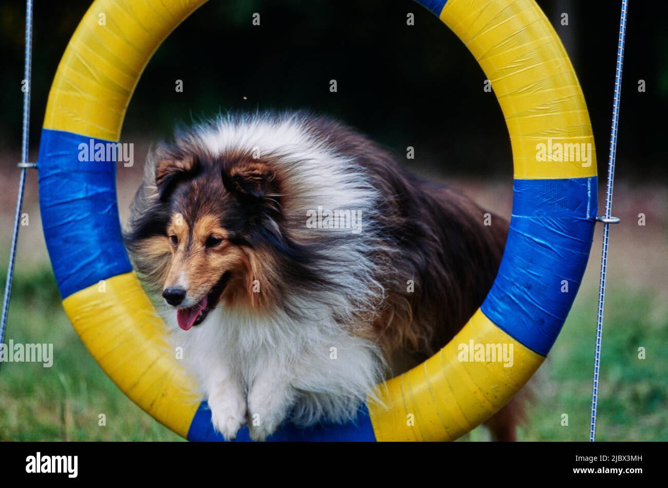 Animal jumping hi-res stock photography and images - Alamy