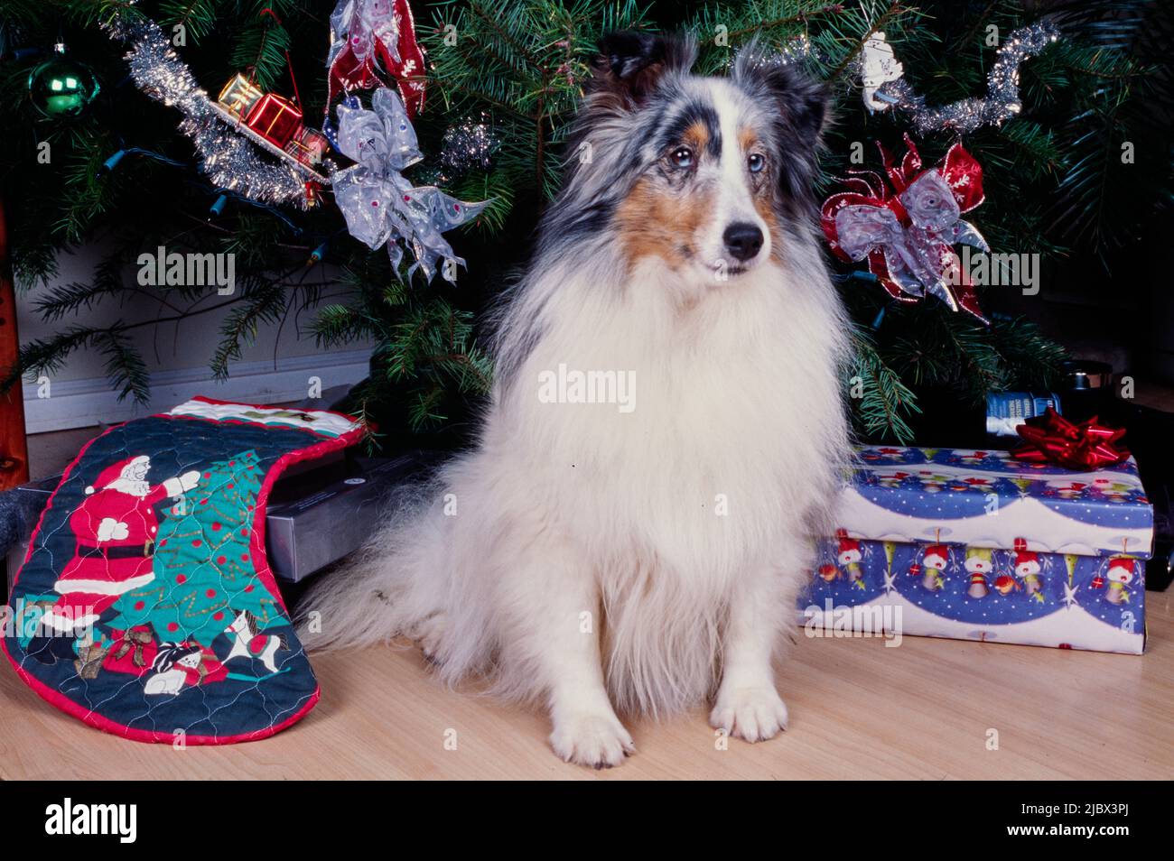Cattle dog tree hi-res stock photography and images - Alamy