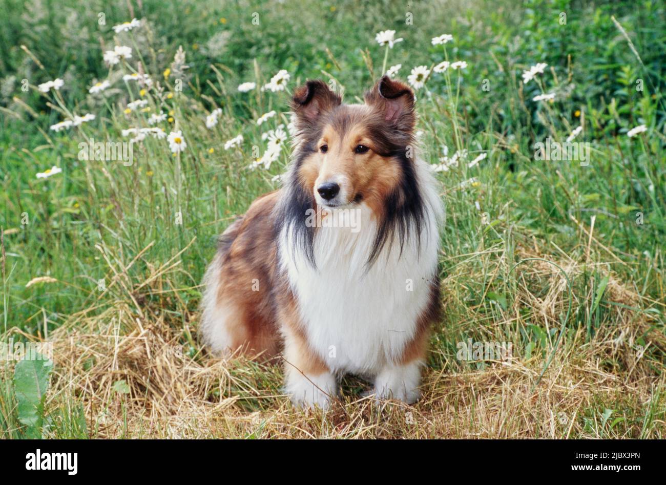 Sheltie in grass Stock Photo - Alamy