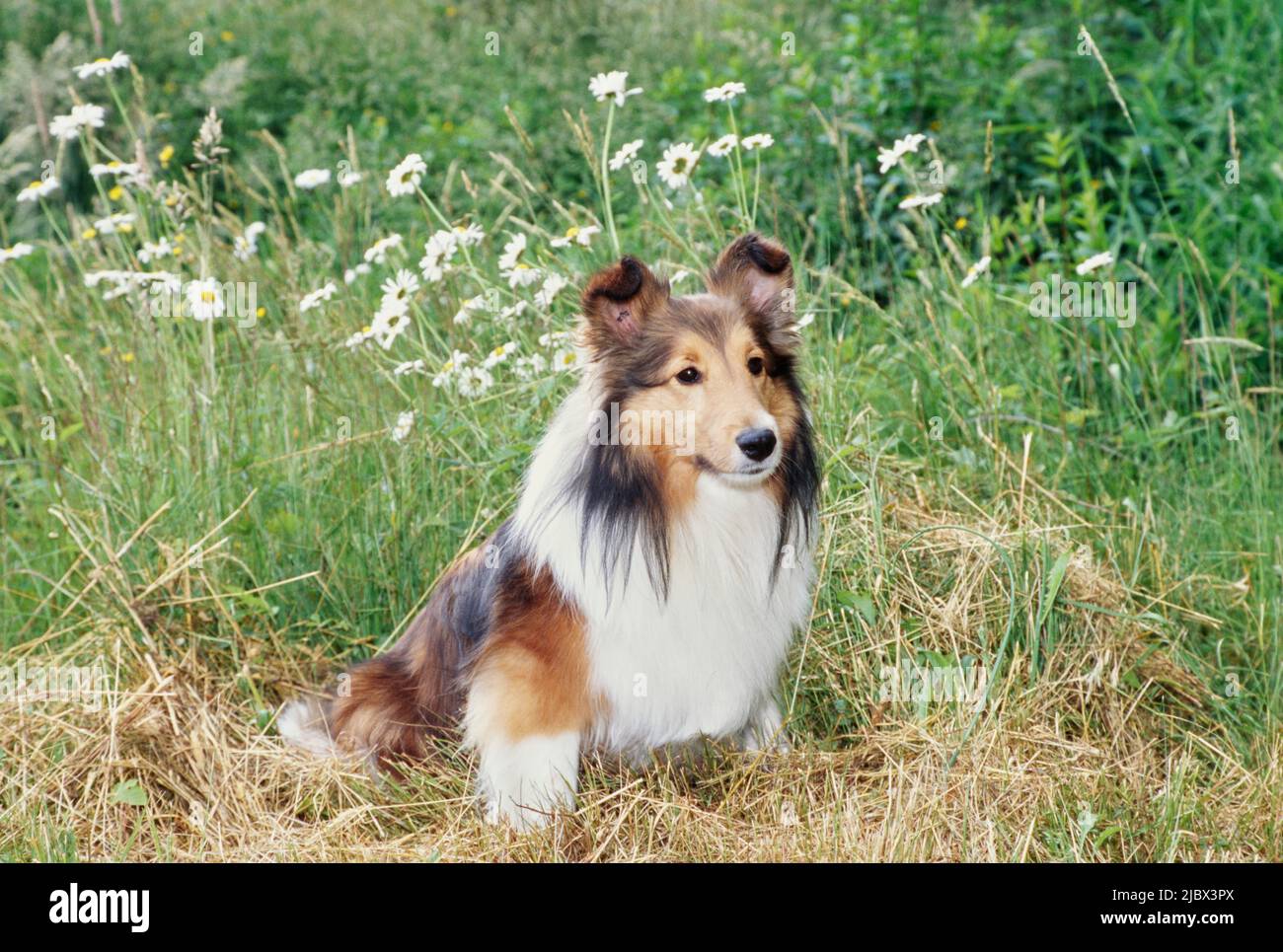 Sheltie in grass Stock Photo - Alamy
