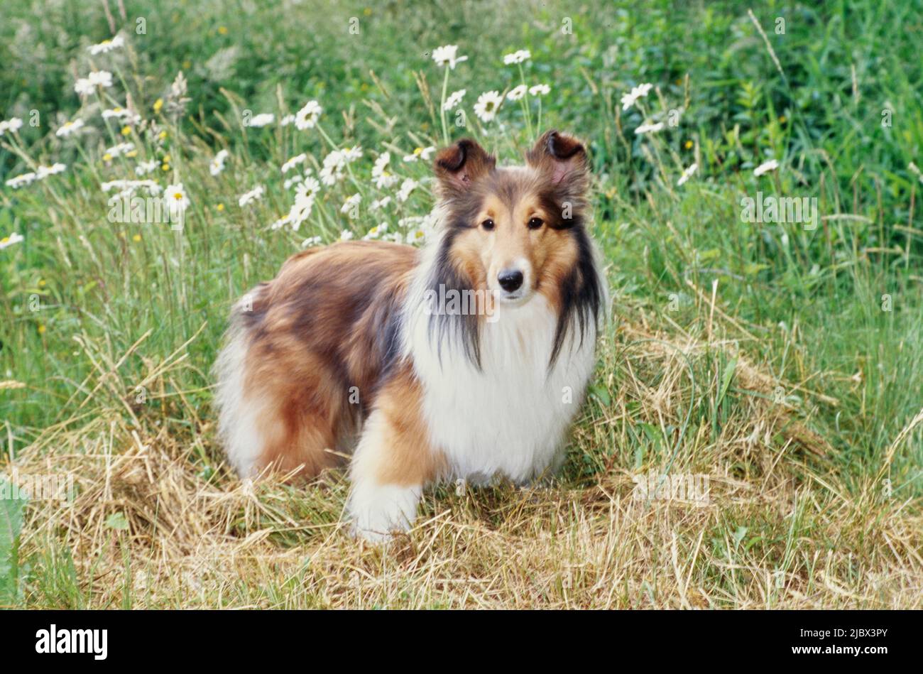 Sheltie in grass Stock Photo - Alamy
