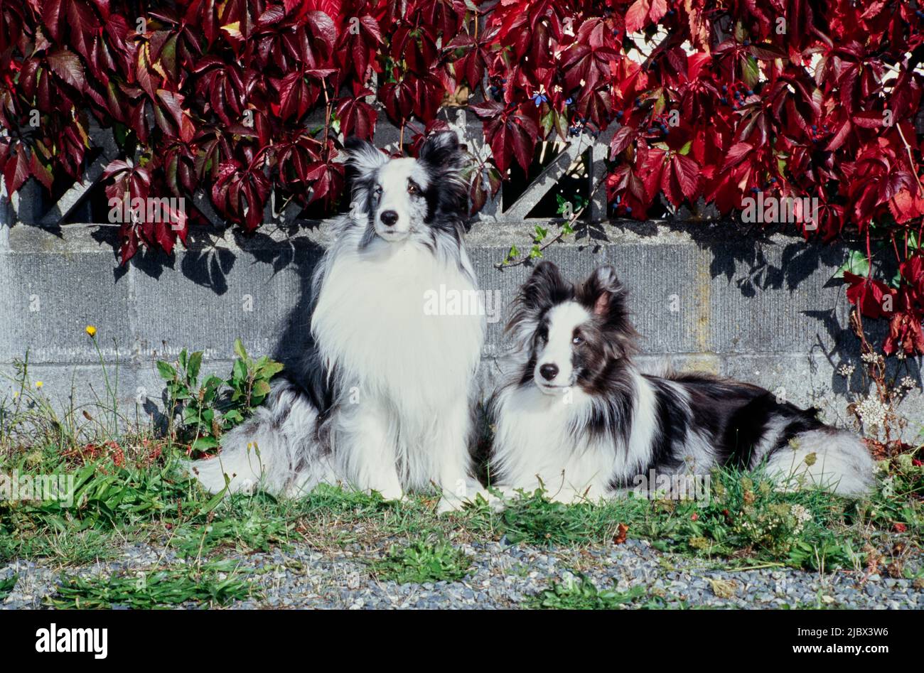 Two shelties under a canopy of red leaves Stock Photo - Alamy