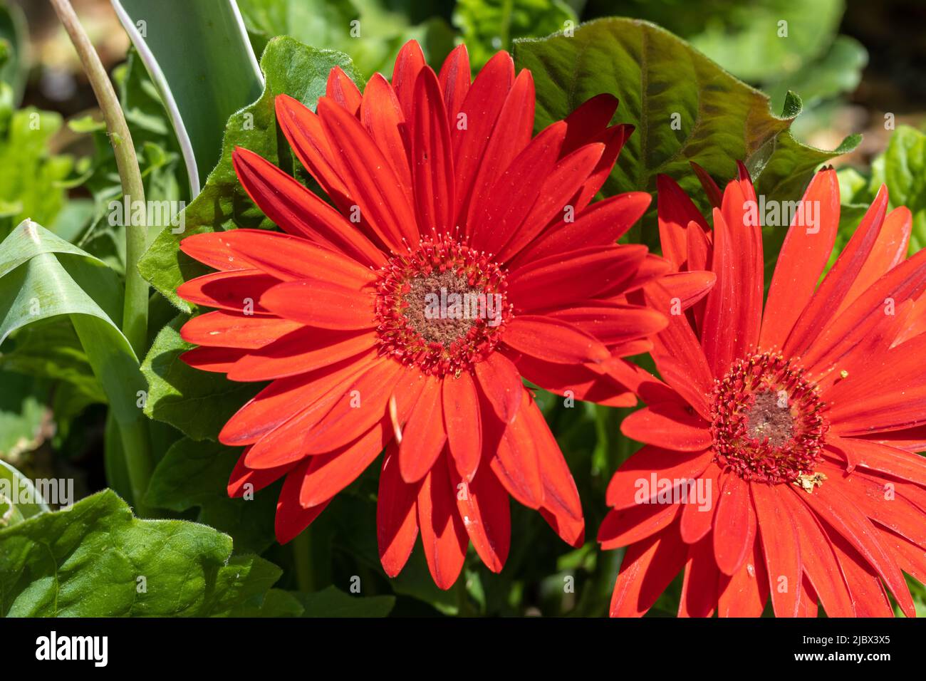 Red daisy flowers close up Stock Photo - Alamy