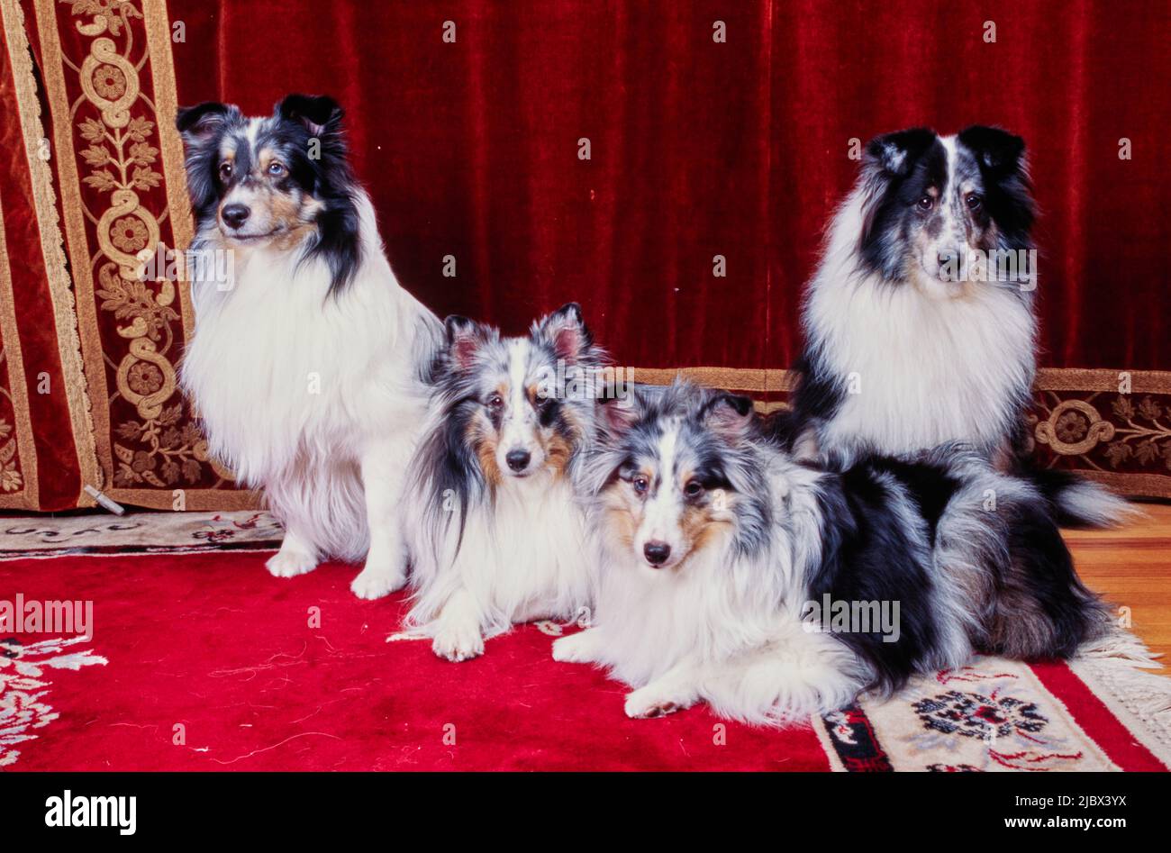 Sheltie dogs on a red carpet Stock Photo - Alamy