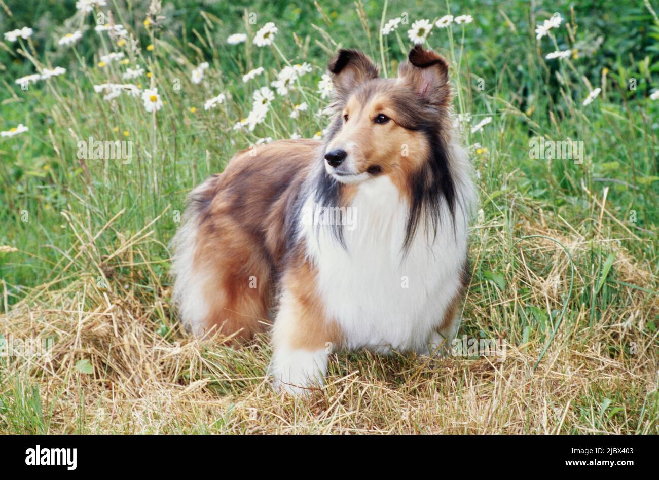 Sheltie in grass Stock Photo - Alamy